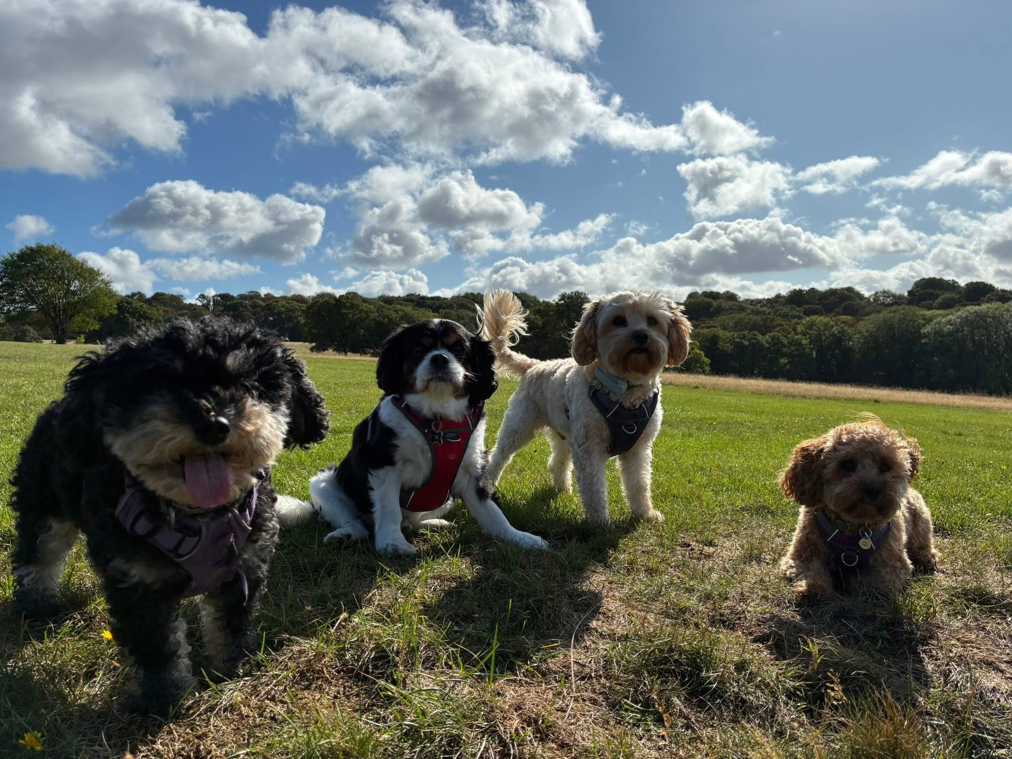 Services – Jo's Wonder Paws
